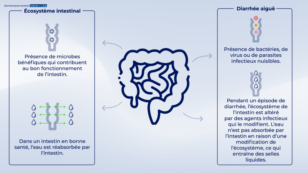 Diarrhée aiguë – sboulardii – CNCM i-745